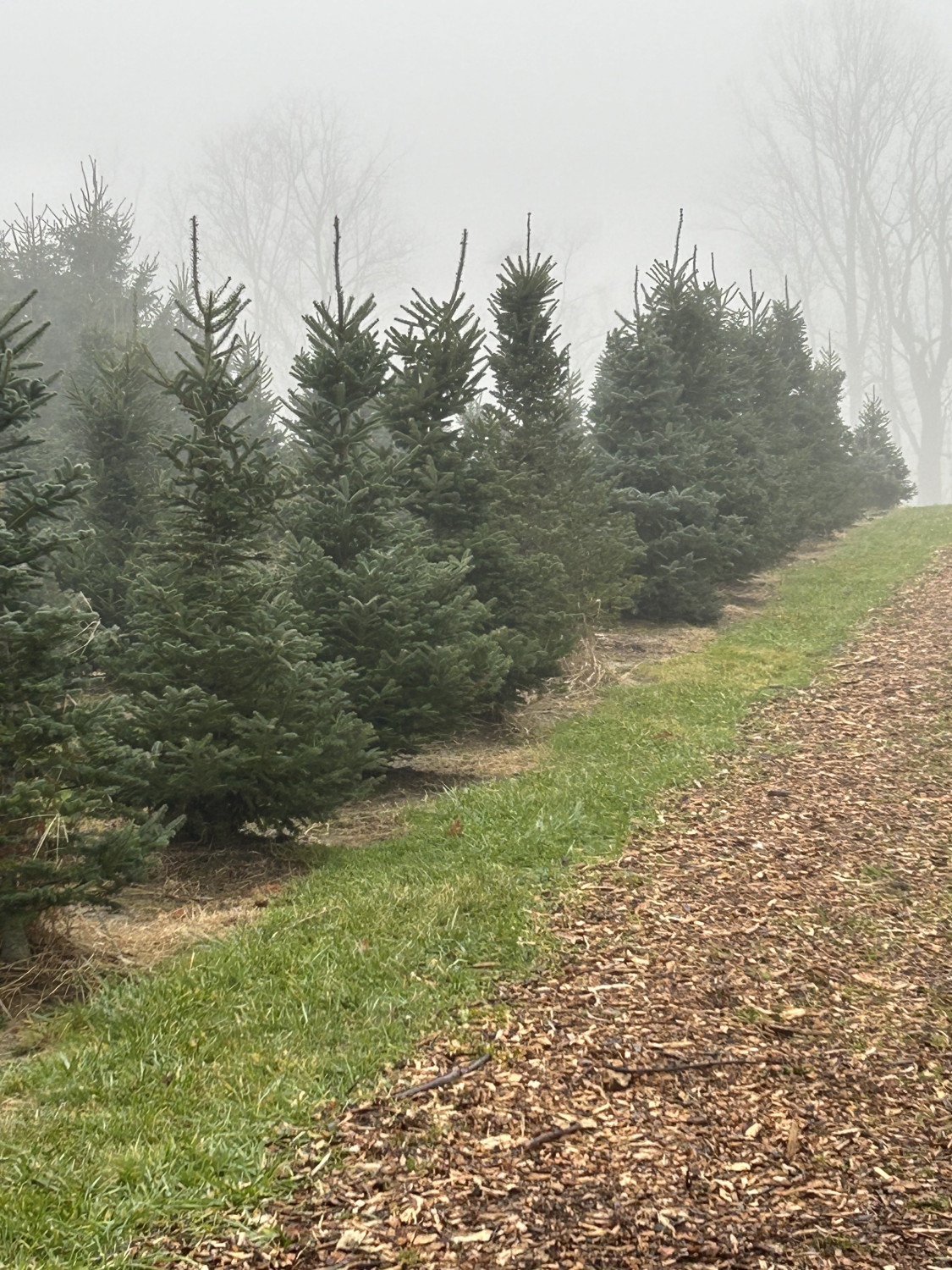 River Run Tree Farm - Northeast Ohio Parent