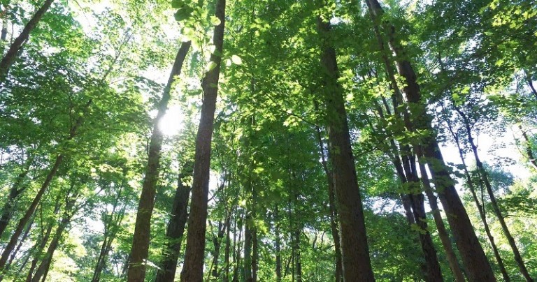 Winter Tree ID - Northeast Ohio Parent