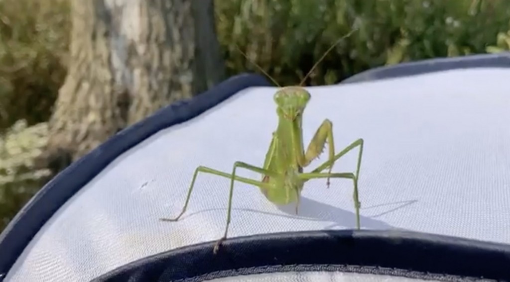 Learn About Praying Mantises With Cleveland Metroparks