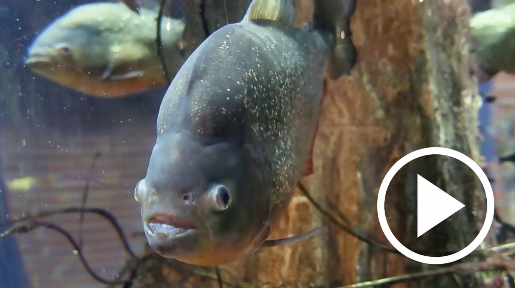 Learn About Piranhas With the Greater Cleveland Aquarium