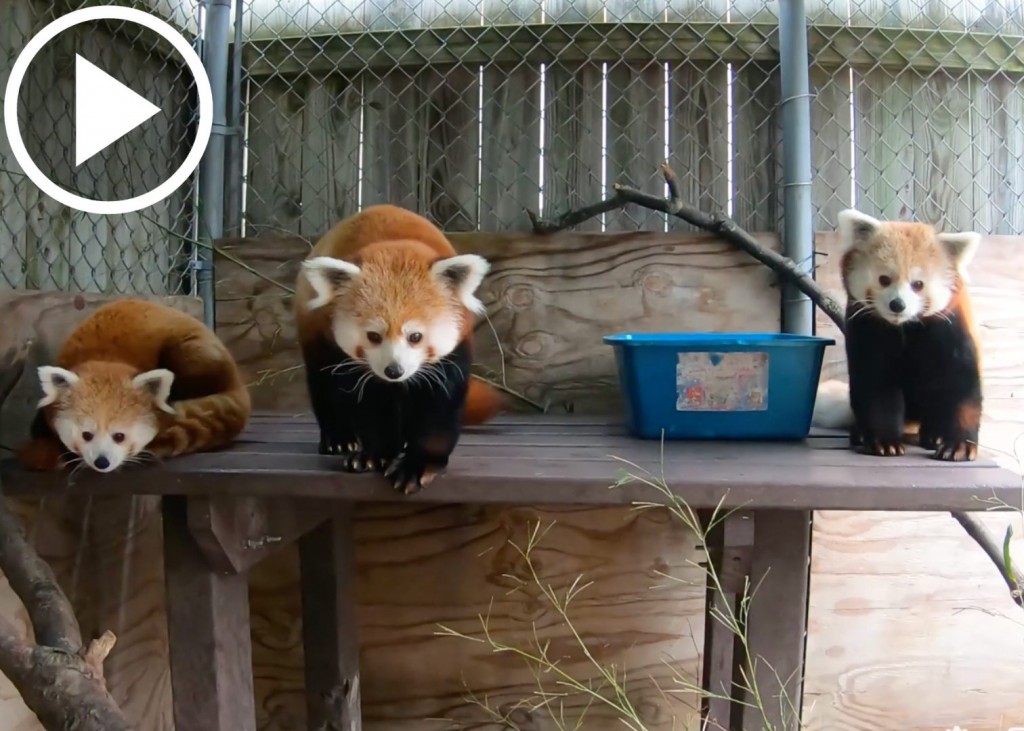 Akron Zoo's Red Pandas Star in 'Panda Palace' Series