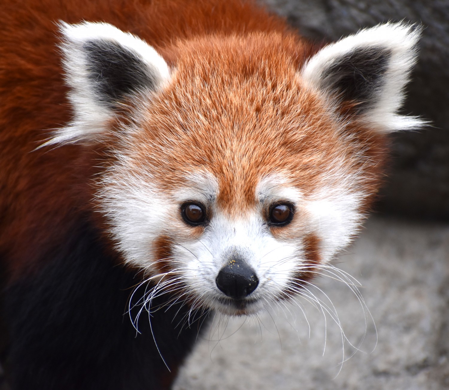 Red panda - Coco - Northeast Ohio Parent