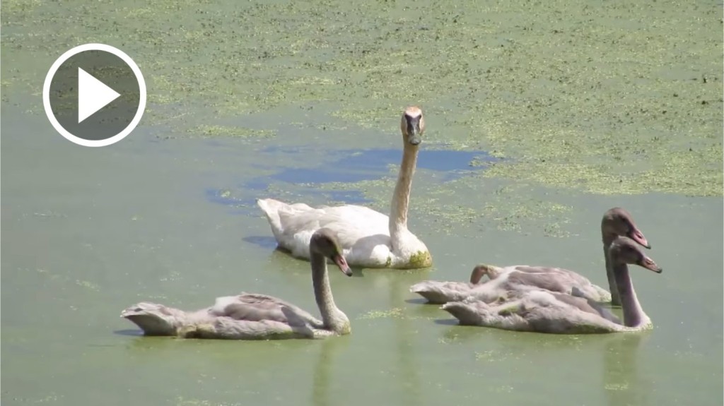 First Ever Family of Trumpeter Swans is Nesting in Cleveland Metroparks