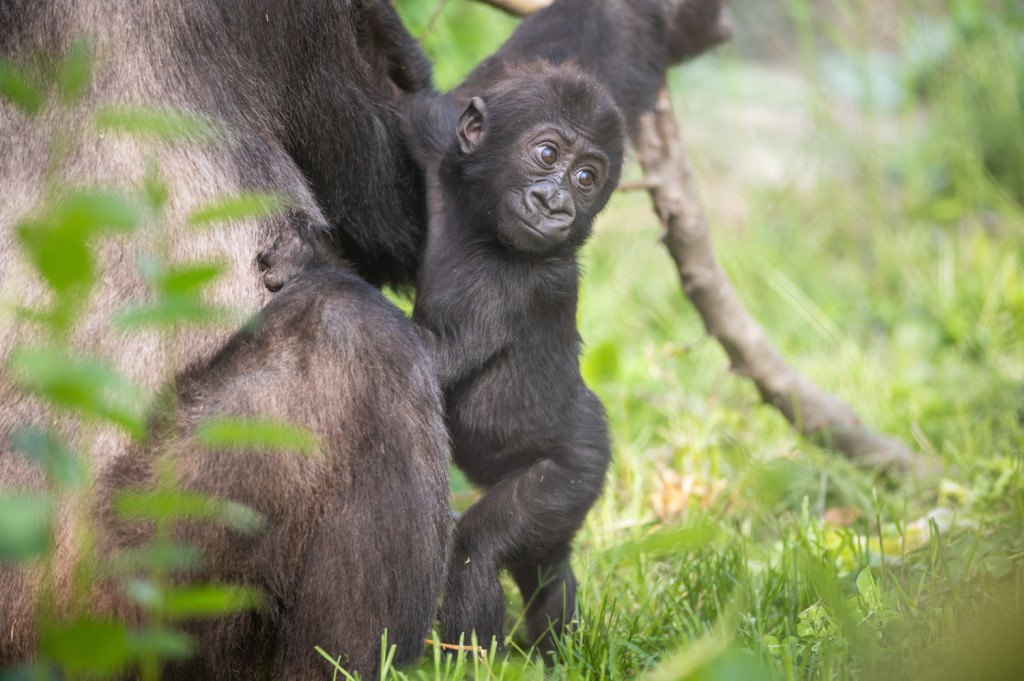 Celebrate Baby Gorilla Kayembe’s 1st Birthday at the Cleveland Zoo