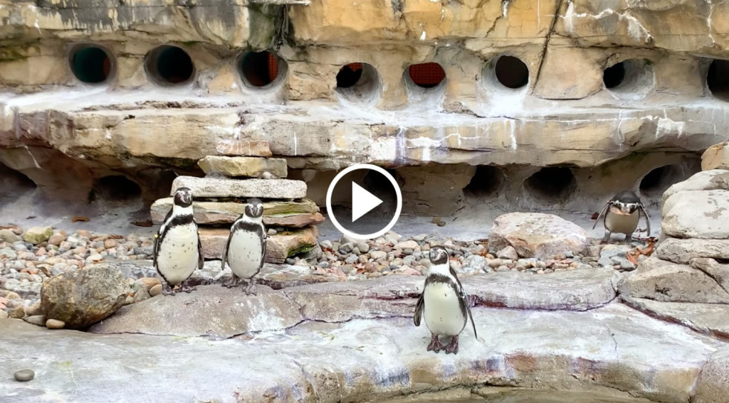 The Birds are Back at Akron Zoo