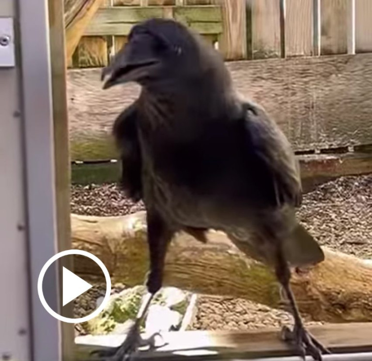 Learn How to Spot a Raven With Cleveland Museum of Natural History