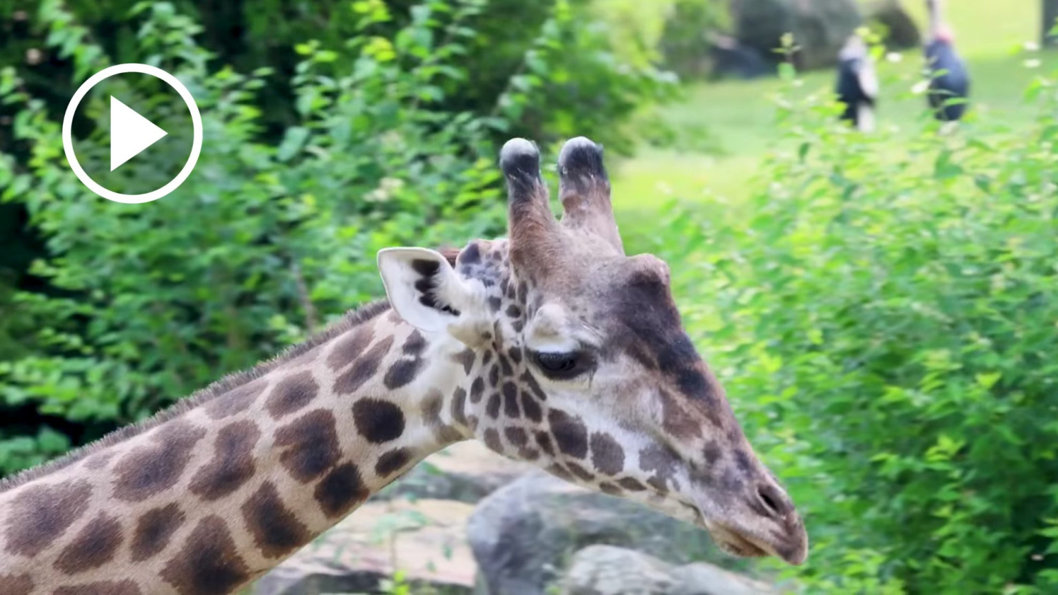 Cleveland Metroparks Zoo Welcomes New Giraffe, 'Rocket'