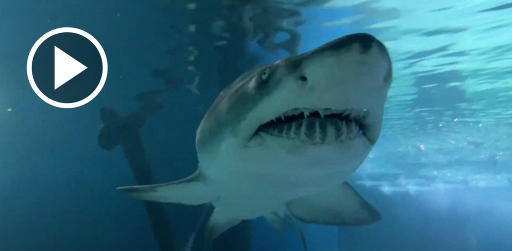 Feed the Sharks With Greater Cleveland Aquarium