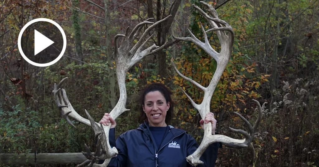 Learn About Reindeer With Cleveland Metroparks Zoo