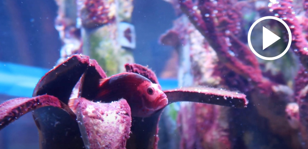 Learn About the Arc-Eye Hawkfish With Greater Cleveland Aquarium