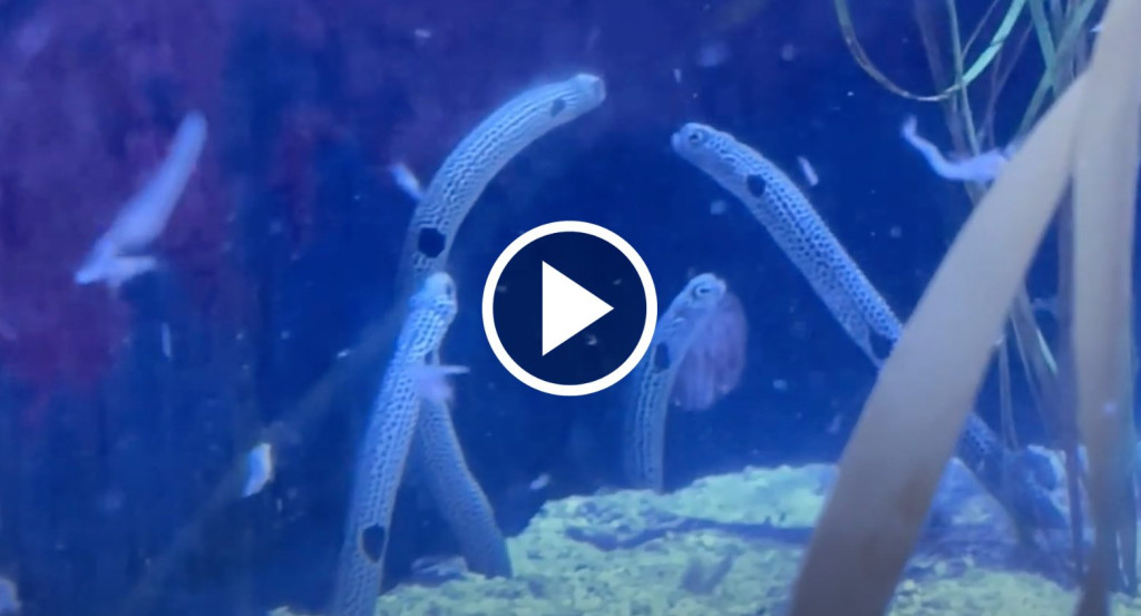 Learn About Spotted Garden Eels With Greater Cleveland Aquarium