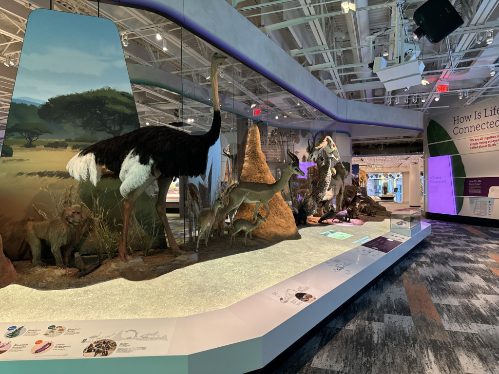 Cleveland Museum Of Natural History Opens Reimagined Exhibits Cleveland Museum Of Natural History Opens Reimagined Exhibits