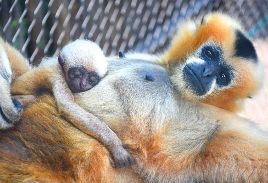 Baby Gibbon Naming Contest at the Akron Zoo