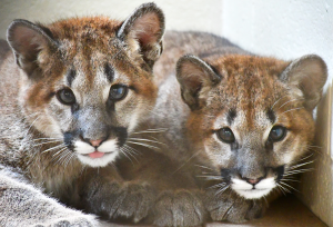 Akron Zoo Welcomes Two Mountain Lion Cubs